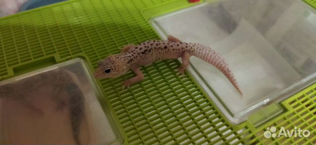 Эублефар дримсикл