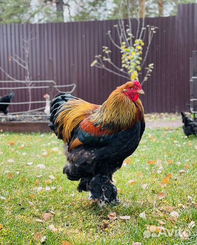 Брама куры петух