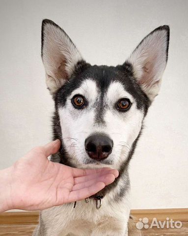 Классный хася ищет дом /Сибирский хаски