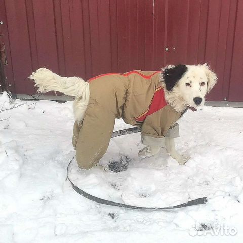 Белый Бим чёрное ухо ищет дом
