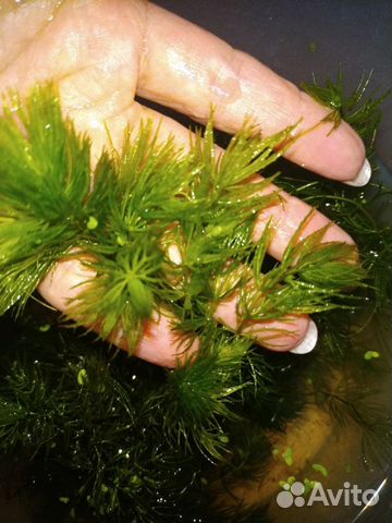 Роголистник (бесплатно или обмен)