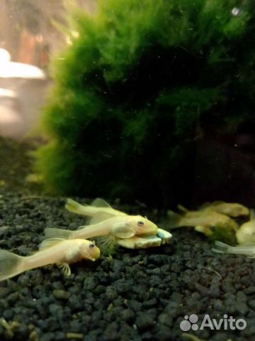 Сомики aнцистpуcы L-144 Супер-ред. Клaсcика (нe ву