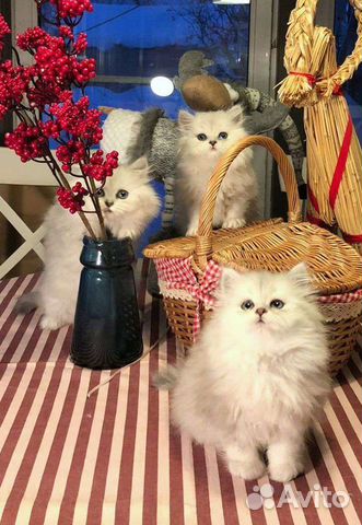 Кошки