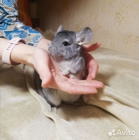 Шиншиллы дымчато-серые+витрина