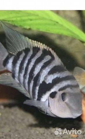 Рыба цихлиды чернополосые