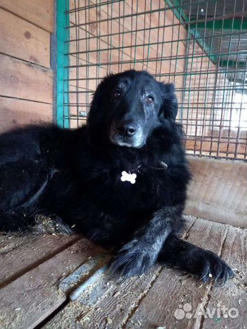 Собака Фред