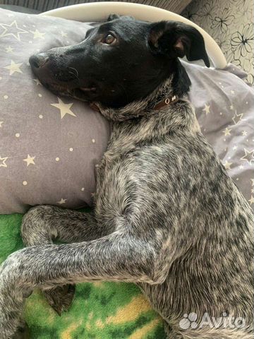 Собака в добрые руки Курцхаар