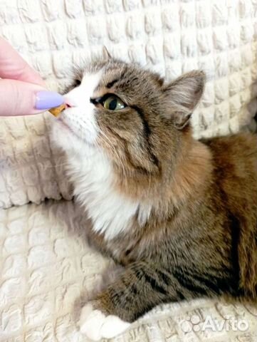 Кошечка в добрые руки