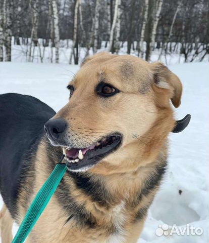 Собаки бесплатно в добрые руки