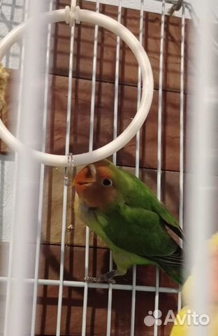 Птенец неразлучник