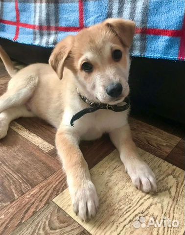 Собака в добрые руки