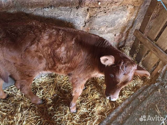 Продам бычка