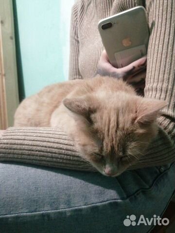 Пожалуйста, заберите котика