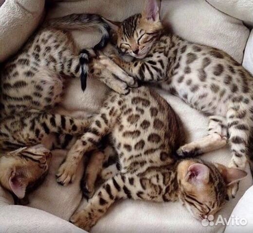 Бенгальская