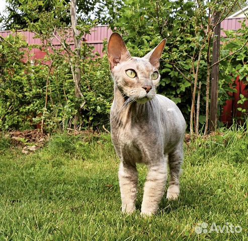 Донской сфинкс браш