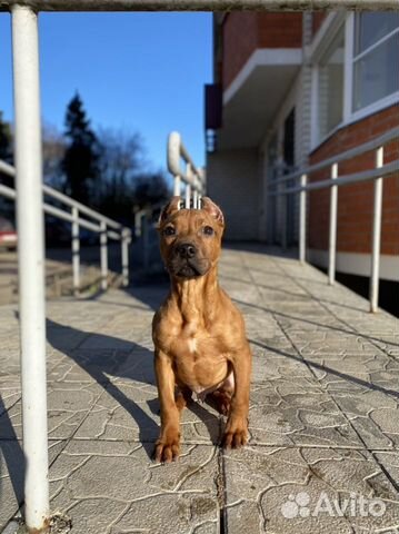 Рыжее солнце