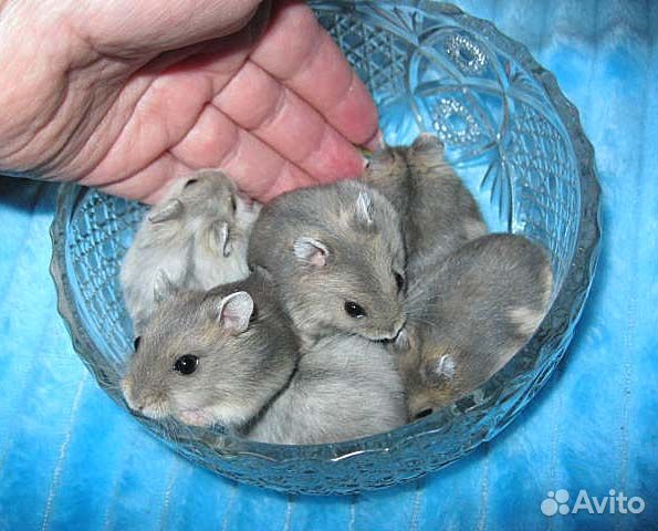 Очаровательные малыши джунгарики