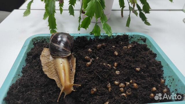 Улитки ахатины