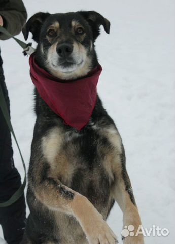 Боня - супер пёс