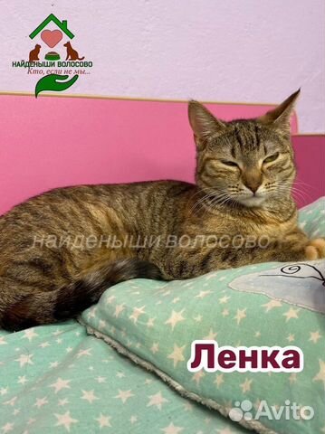 Кошечка-подросток. Кастрирована. привита