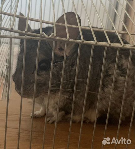 Шиншилла