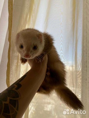 2 девочки ищут хорька для вязки