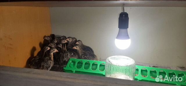 Цыплята цесарки бройлерные