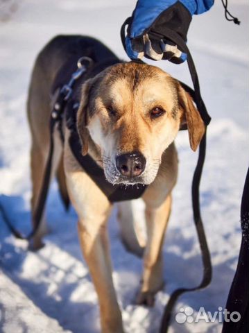 Собака Лола ищет хозяина. Отдадим в хорошие руки