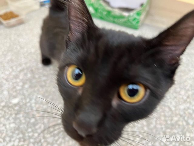 Котик ищет дом