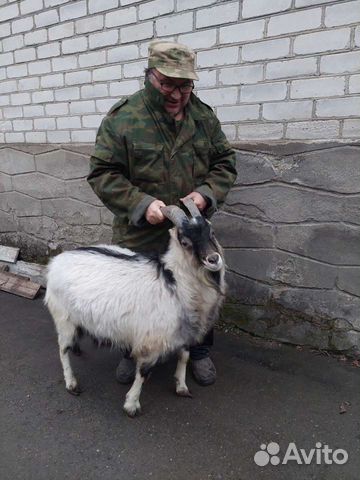 Козел ламанча