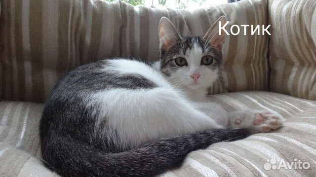 Котейки ищут дом