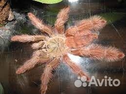 Экзотические животные