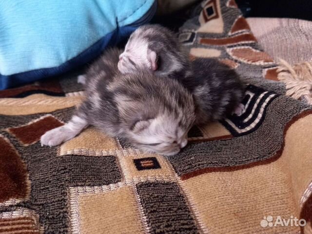 Шотландские котята