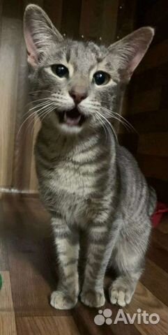 Ириске очень нужен дом