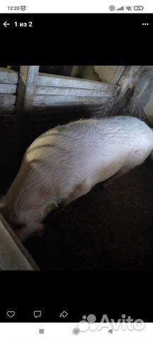 Кастрированный хряк