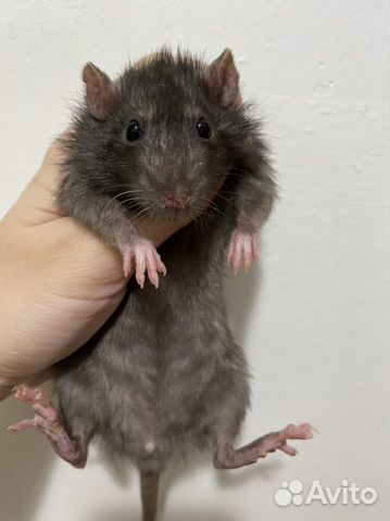 Крысята дамбо Лонг