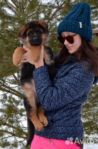 Шикарная сука немецкой овчарки (щенок),РКФ