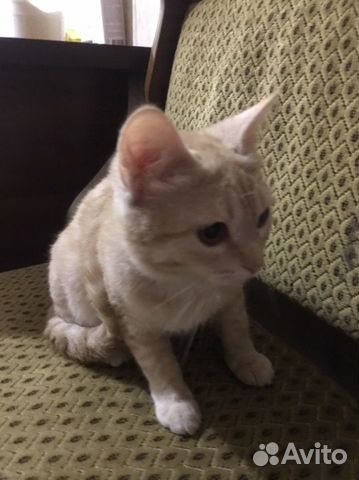 Кошка
