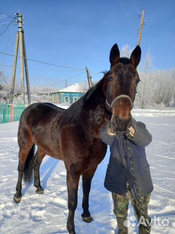 Продается жеребец русско рысистой породы
