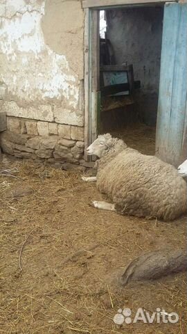 Овцы бараны ягнята оптом