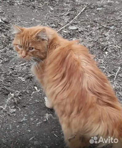 Котик