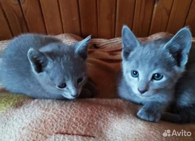 Котята Русская голубая