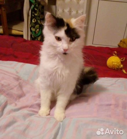 Котёнок-подросток Бусинка в добрые руки