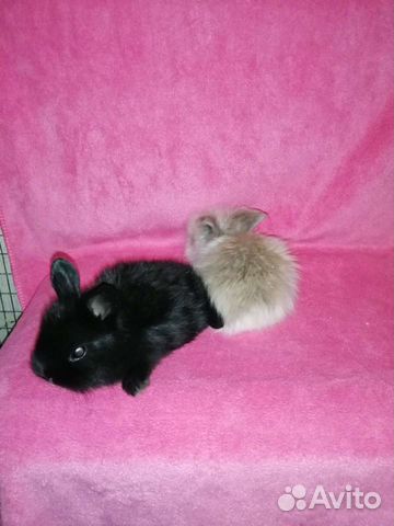 Декоративные кролики мальчики