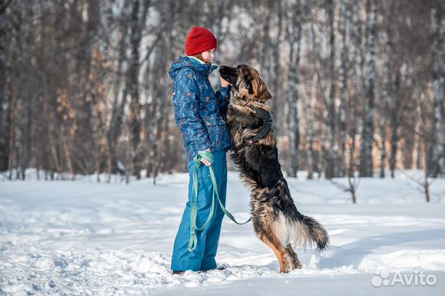 Фантастический Арчи очень нуждается в доме