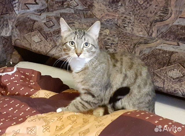 Кот Айк