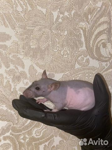 Крыса сфинкс