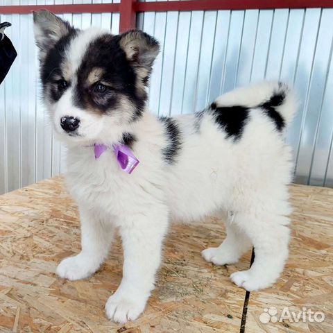 Ума ищет дом