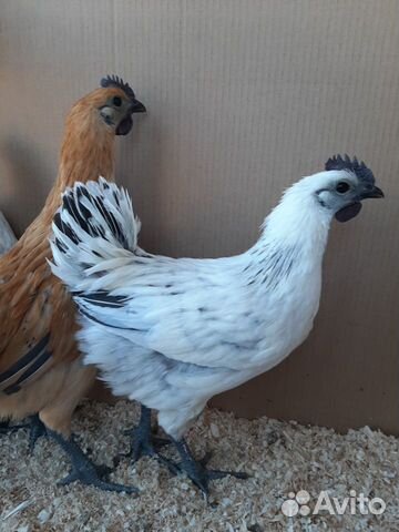 Подрощенный цыпленок, петух