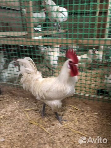 Куры Цыплята породы бресс гальские, брессы